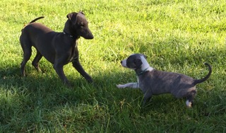 Willow's Whippets | Exercise And Play
